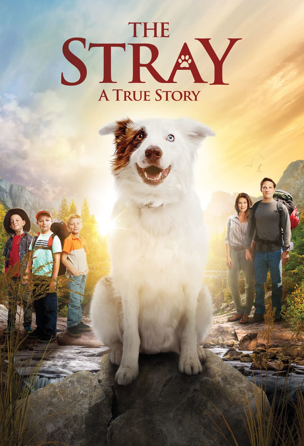 THE STRAY (DVD) Sarah Lancaster Michael Cassidy Connor Corum (US IMPORT ...
